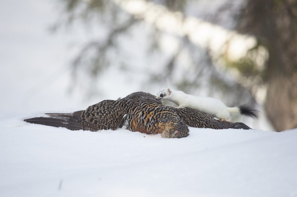 Valokuvat luonto ja riista